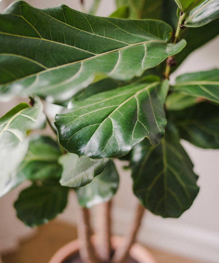 The majestic fiddle leaf fig can help enhance the energy of your home ...