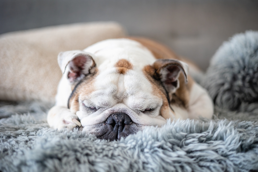 Veterinären varnar: Hundraserna han själv aldrig skulle skaffa