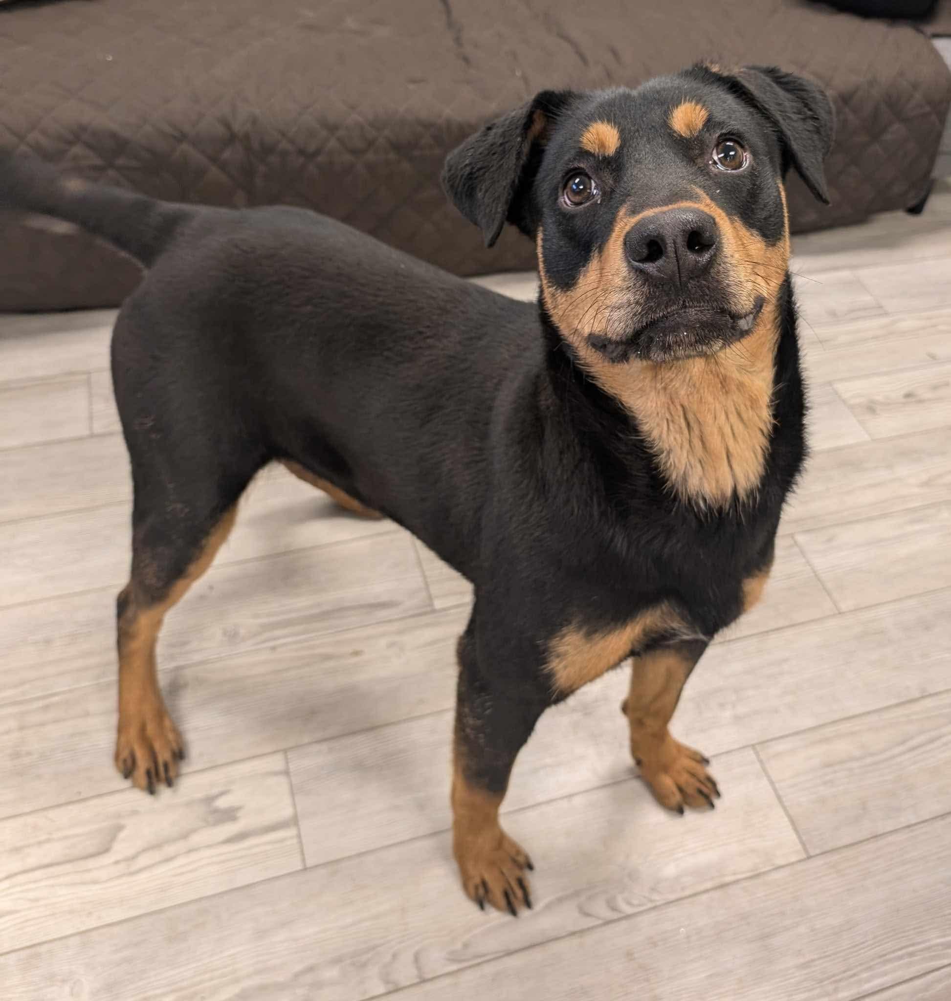 This handsome black and brown puppy is called a 'goofy goober' by those ...
