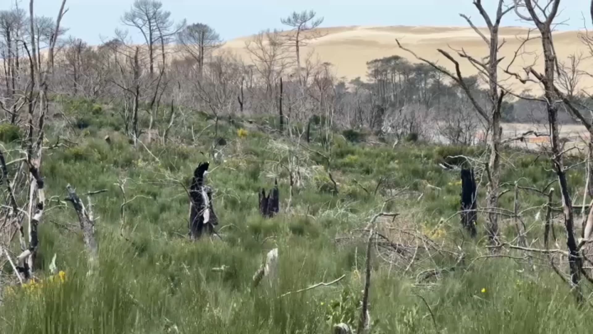 Incendies en Gironde: trois ans après, les derniers foyers se sont ...