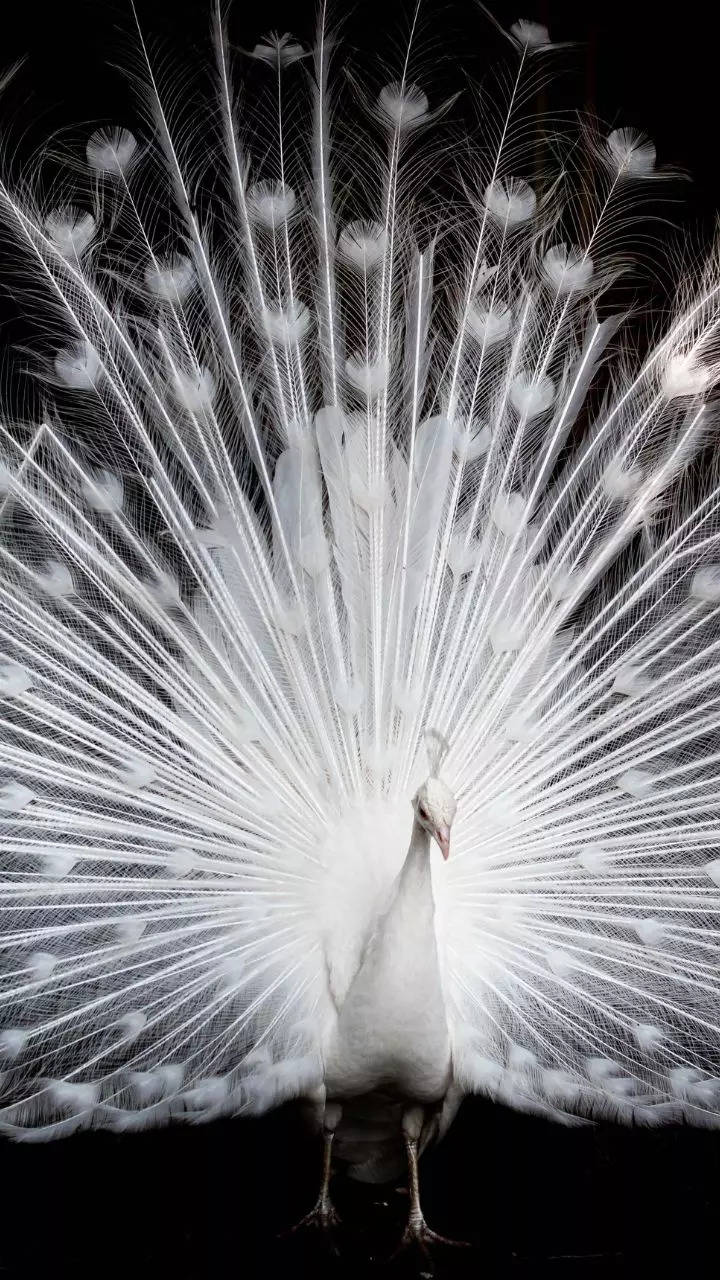 9 most beautiful white animals that are nature's marvels