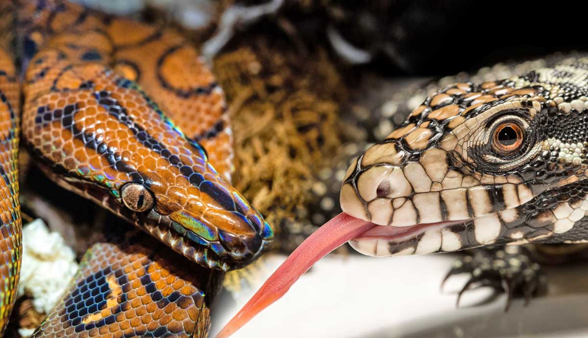 5 Pet Reptiles from South America