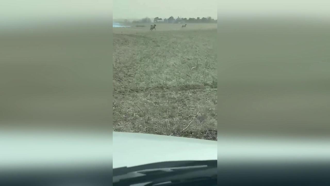 Deer flee through fields as wildfires spread in Oklahoma