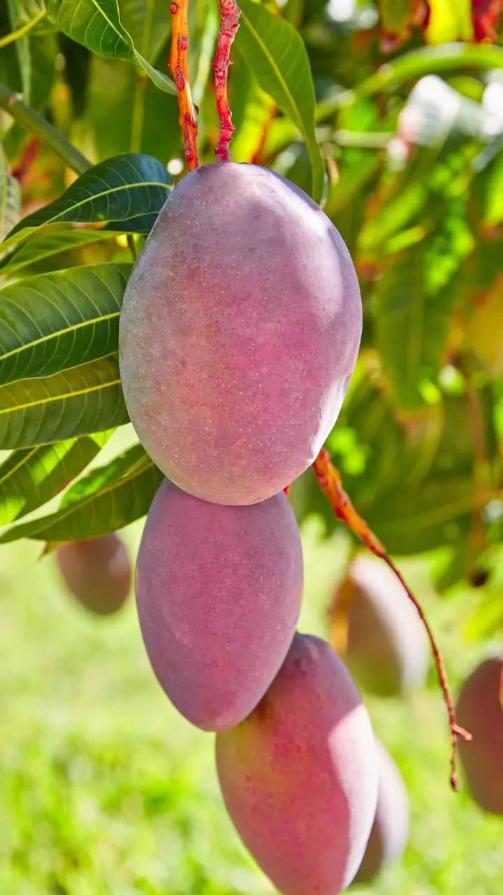 How to grow famous Japanese Miyazaki mangoes in the terrace garden in India