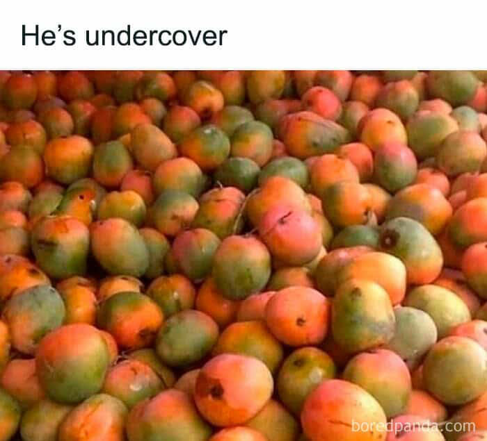 45 Funniest Bird Memes Will Have You Squawking With Laughter