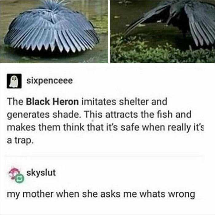 45 Funniest Bird Memes Will Have You Squawking With Laughter