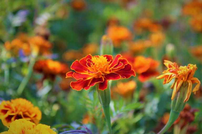 A Step-by-Step Guide to Growing Marigolds From Seed