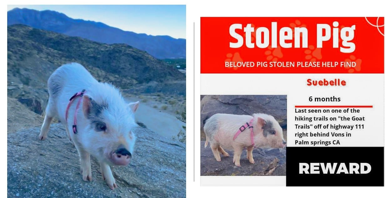 March 21 Daily Briefing: Pig in a pinch, unique partnership, Measure J ...