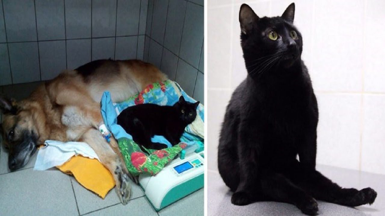 Paralyzed Rescue Cat Drags Himself Around To Cuddle Sick Dogs At The ...