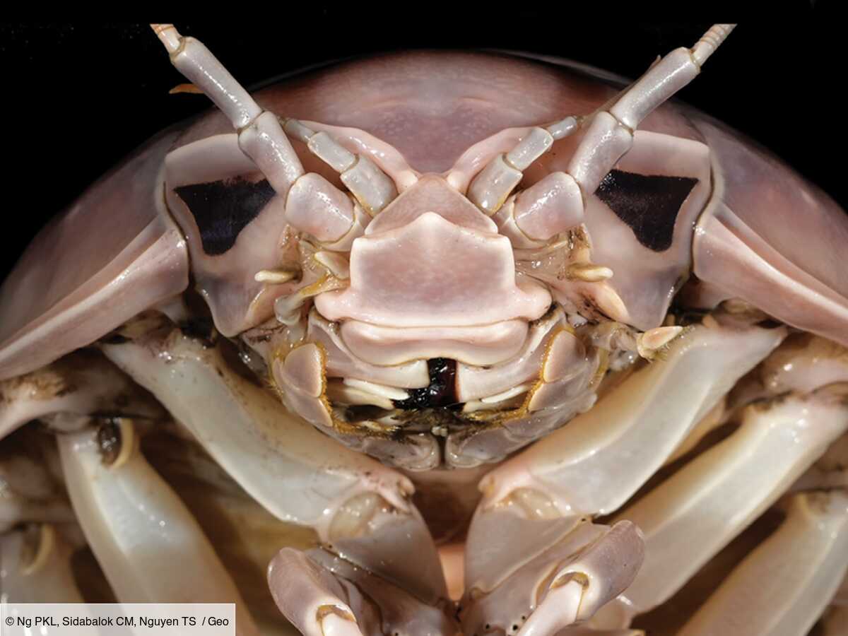 Une surprenante découverte: une nouvelle espèce de crustacé, qui ...