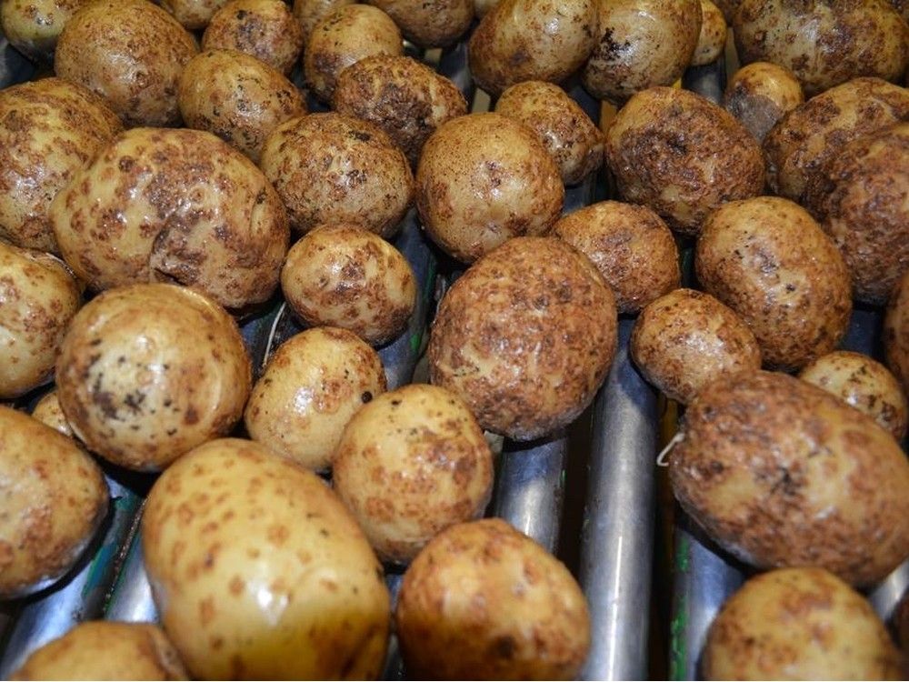 Growing Things: How to prevent potato scab