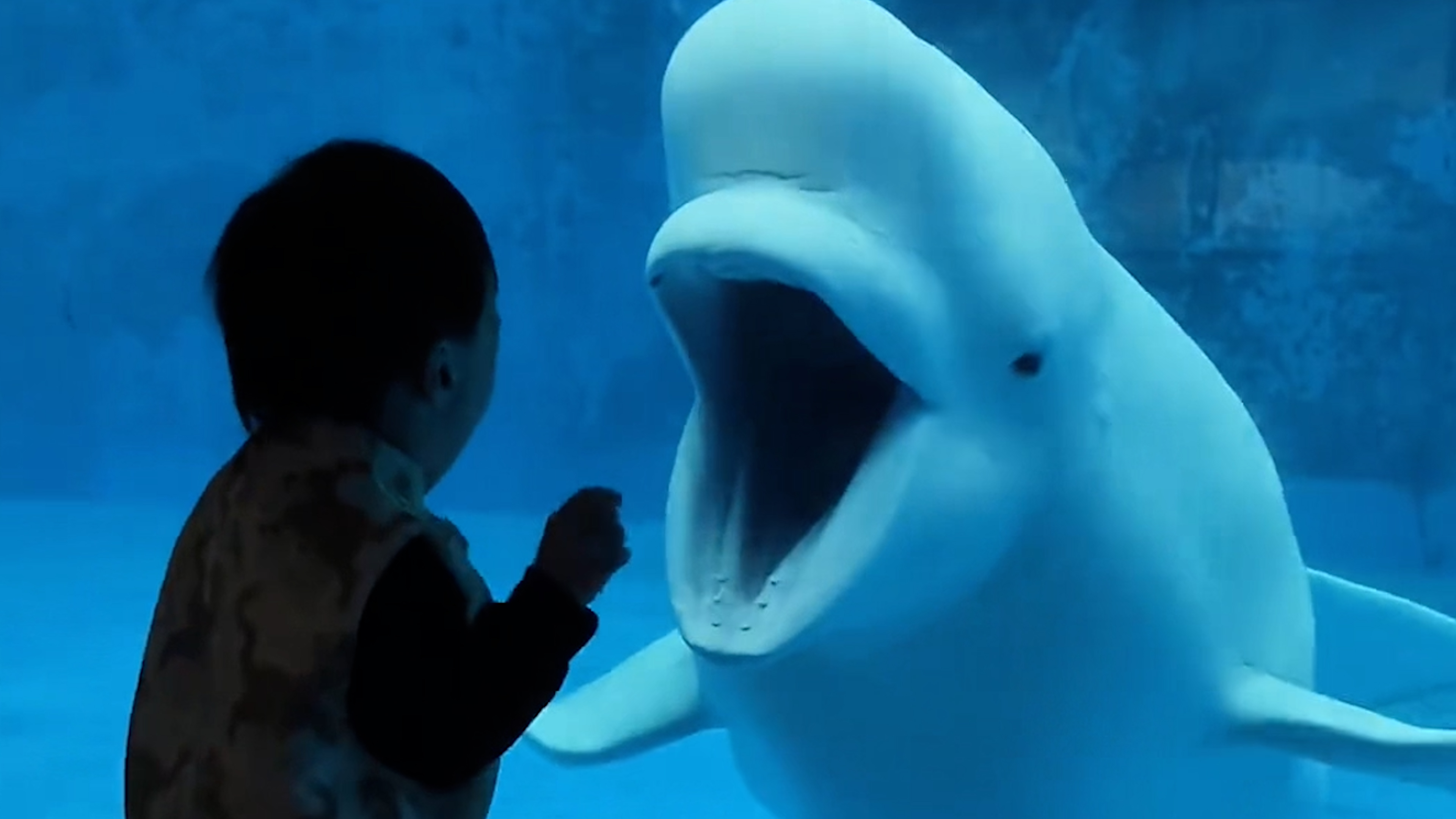 Cheeky beluga whale scares a young boy