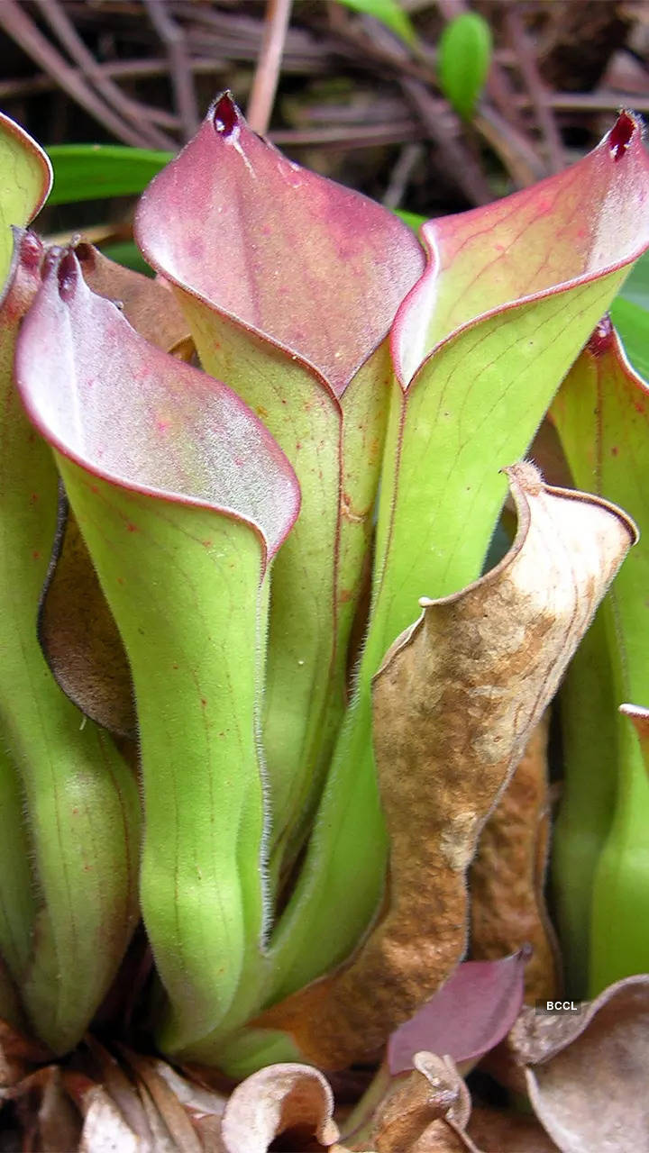 10 carnivorous plants that feast on living creatures
