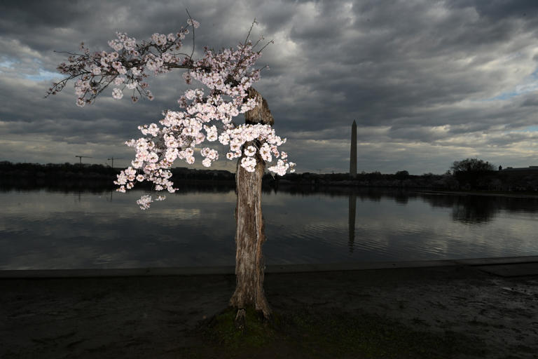 Pedaling for Stumpy: Boat race kicks off D.C.’s cherry blossom festival