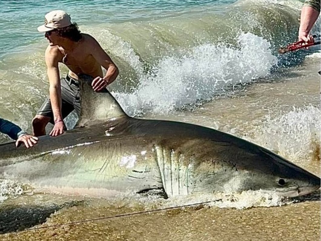 Big catch: fishermen wrestle with giant great white shark