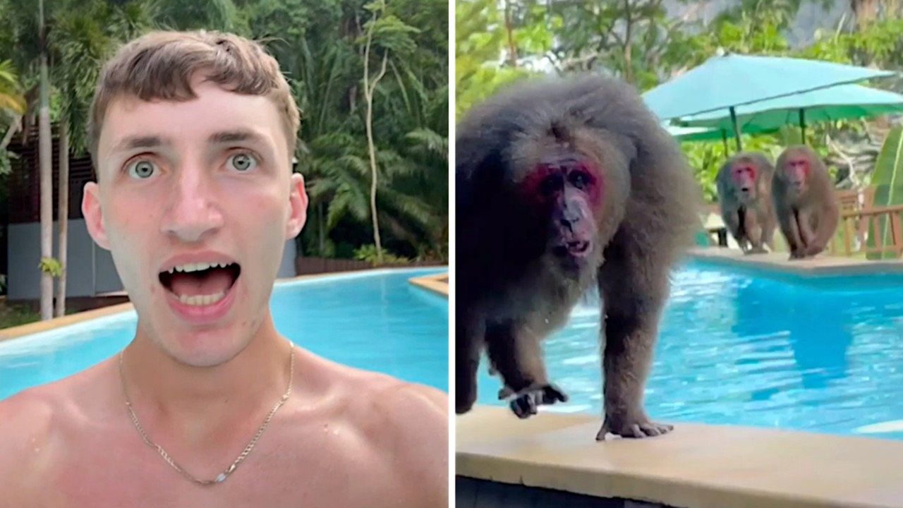 Brit tourist hilarious chased out of swimming pool by wild monkey gang