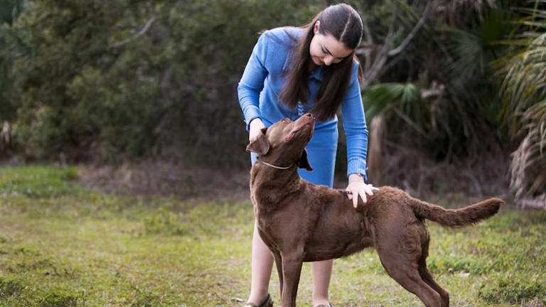 What is the 3-3-3 rule when adopting a dog?