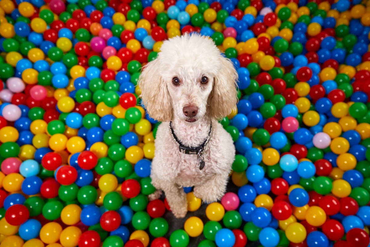 Poodle Discovers Billiards Game Involves Balls and Becomes a Total Pool ...