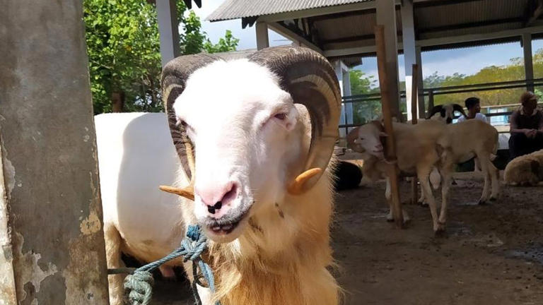 Kambing Kurban Jantan atau Betina? Begini Baiknya