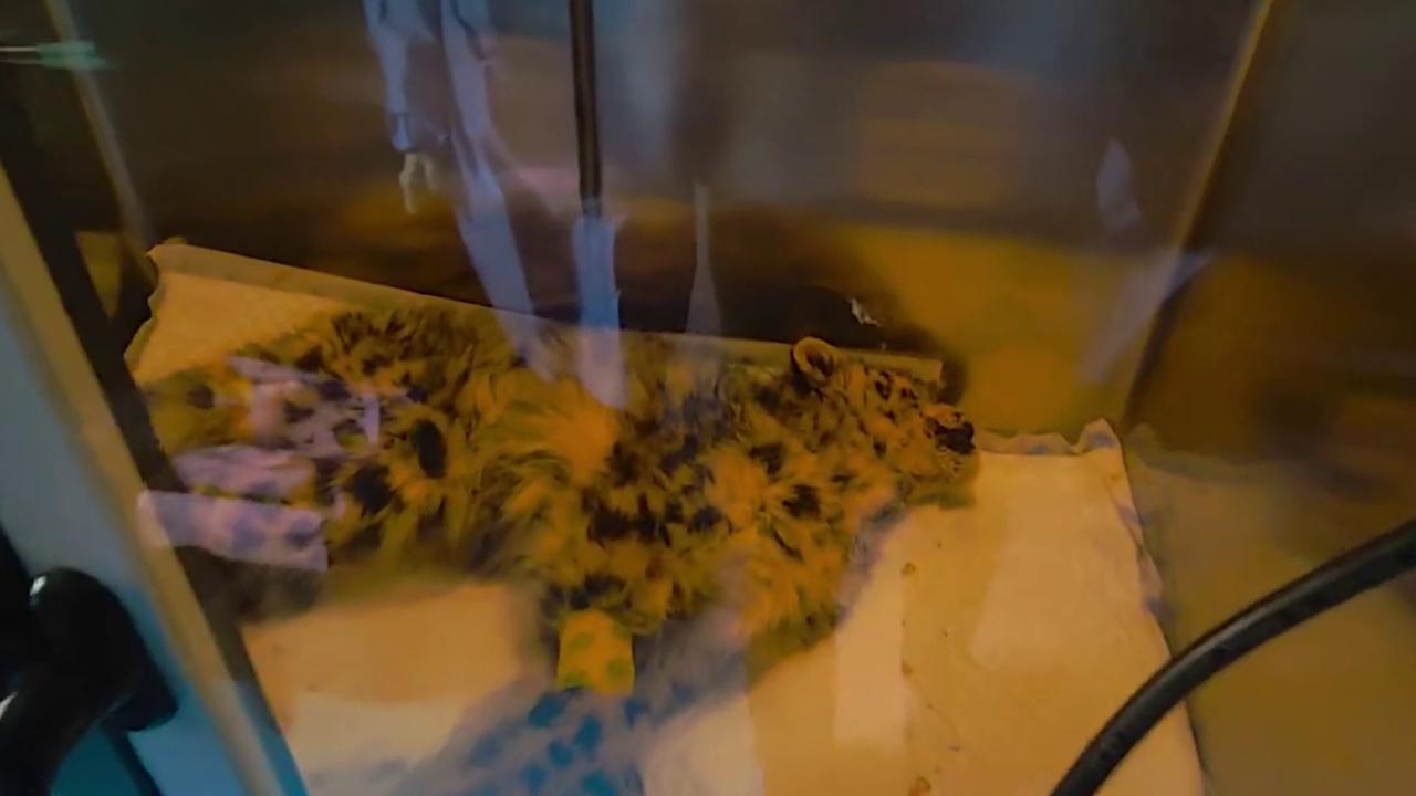 Endangered snow leopard cub injured after falling from height left ...