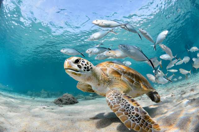 Researchers uncover unexpected sea turtle behavior at critical nesting ...