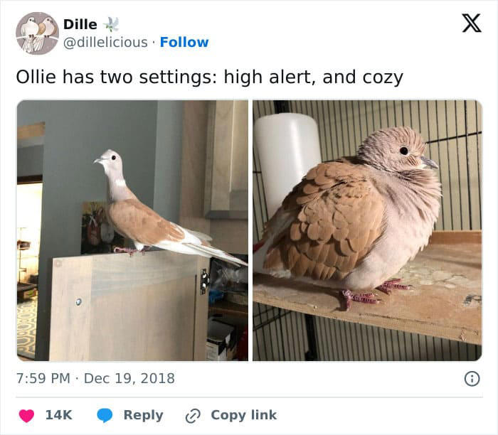 45 Funniest Bird Memes Will Have You Squawking With Laughter
