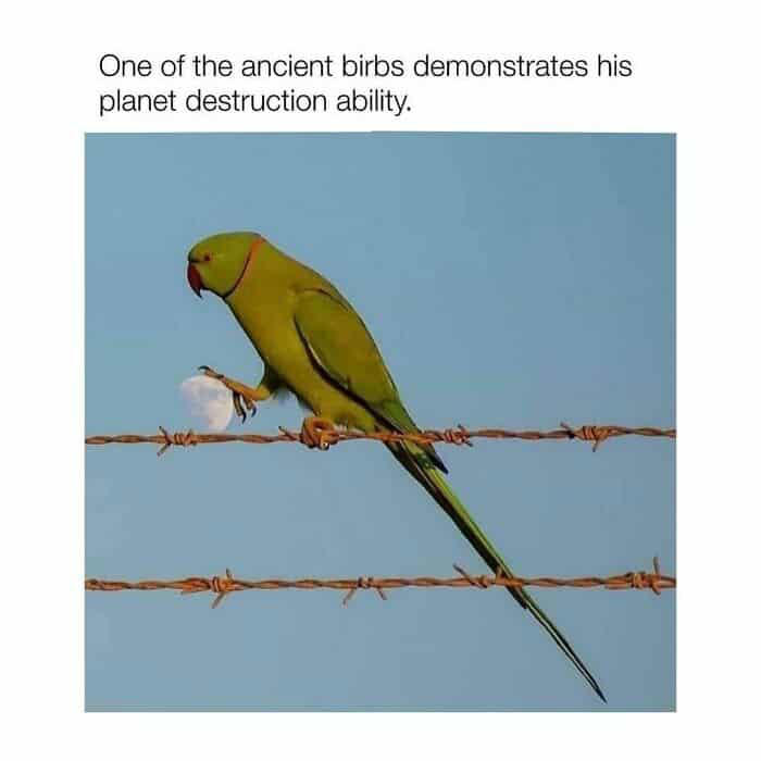 45 Funniest Bird Memes Will Have You Squawking With Laughter