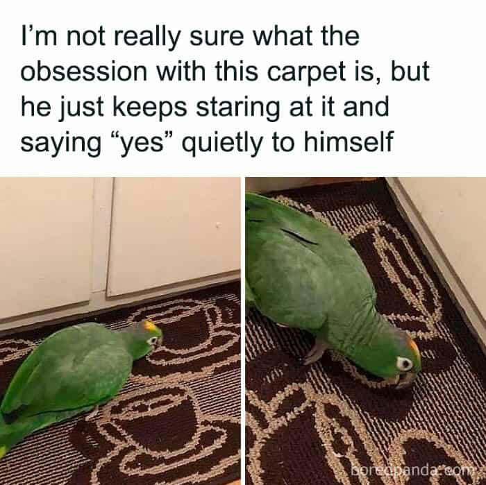 45 Funniest Bird Memes Will Have You Squawking With Laughter