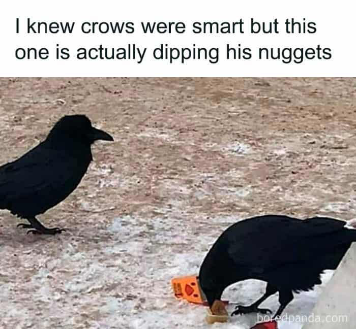 45 Funniest Bird Memes Will Have You Squawking With Laughter