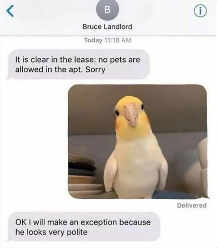 45 Funniest Bird Memes Will Have You Squawking With Laughter
