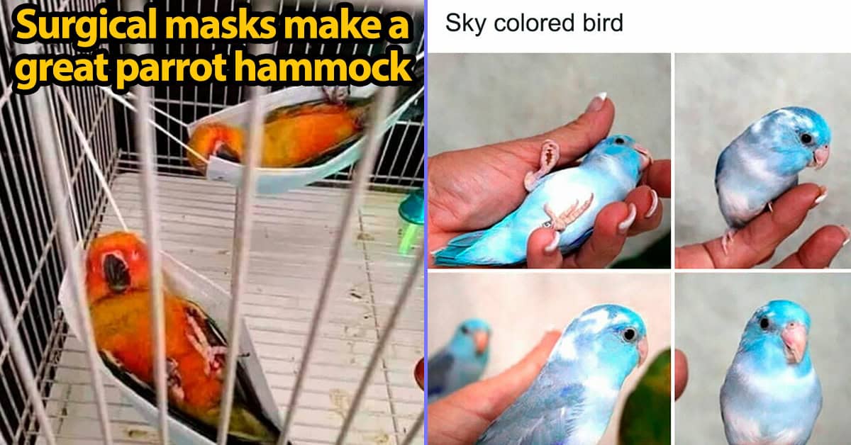 45 Funniest Bird Memes Will Have You Squawking With Laughter