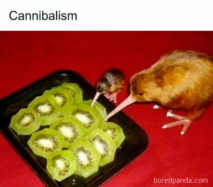 45 Funniest Bird Memes Will Have You Squawking With Laughter