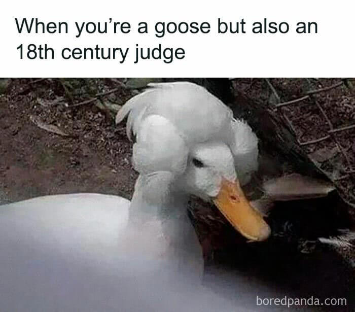 45 Funniest Bird Memes Will Have You Squawking With Laughter