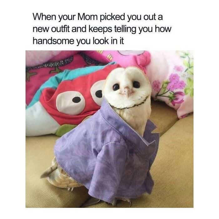 45 Funniest Bird Memes Will Have You Squawking With Laughter