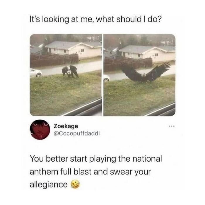 45 Funniest Bird Memes Will Have You Squawking With Laughter