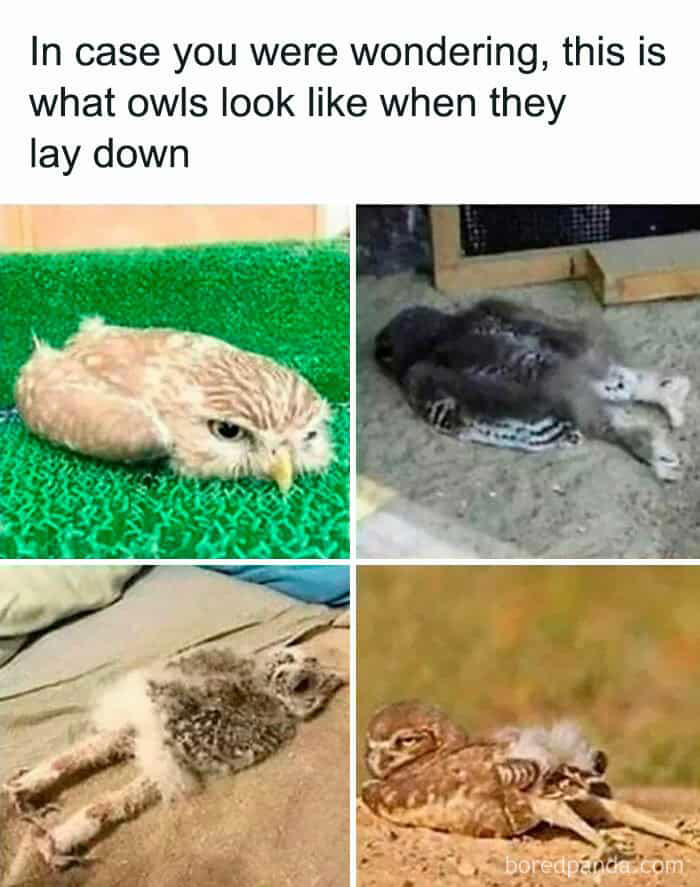 45 Funniest Bird Memes Will Have You Squawking With Laughter