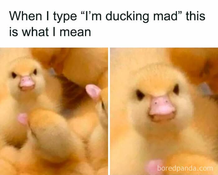 45 Funniest Bird Memes Will Have You Squawking With Laughter