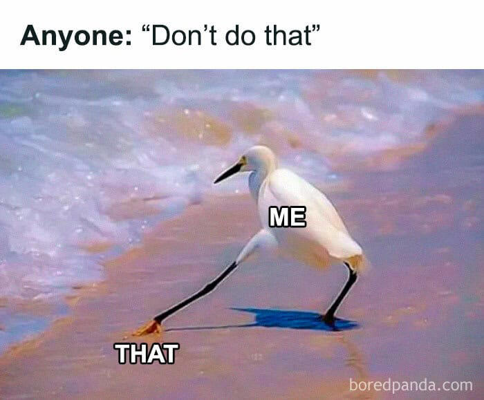 45 Funniest Bird Memes Will Have You Squawking With Laughter