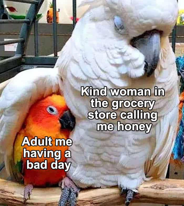 45 Funniest Bird Memes Will Have You Squawking With Laughter