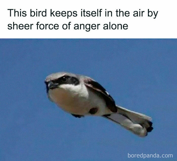 45 Funniest Bird Memes Will Have You Squawking With Laughter