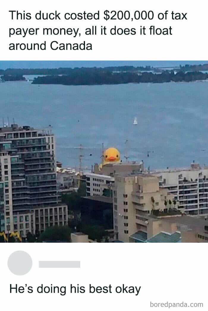 45 Funniest Bird Memes Will Have You Squawking With Laughter