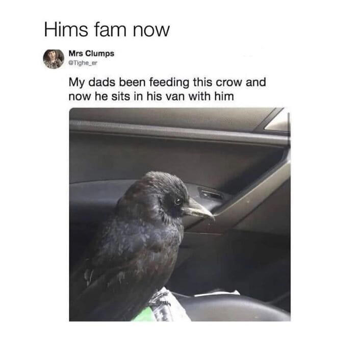 45 Funniest Bird Memes Will Have You Squawking With Laughter