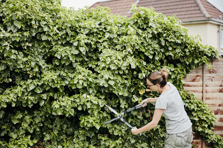 7 Escape Artist Plants You Should Always Keep Contained