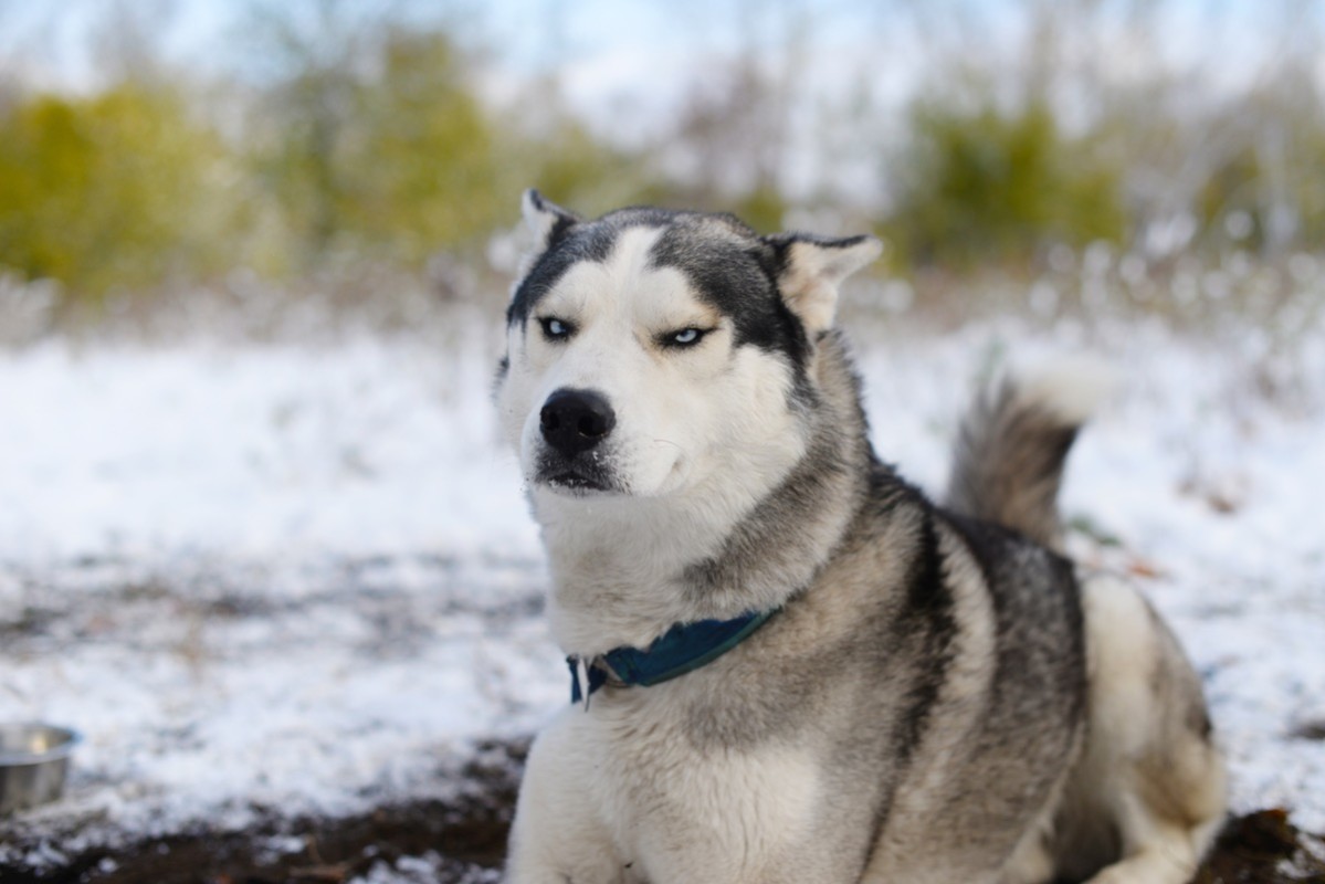 Husky’s First Snow Adventure Turns Hilarious As His Face Screams ‘Take ...
