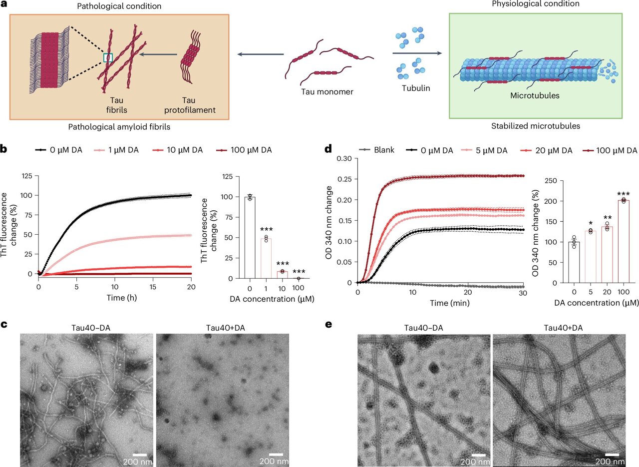 Unlocking dopamine's hidden role: Protective modification of Tau revealed