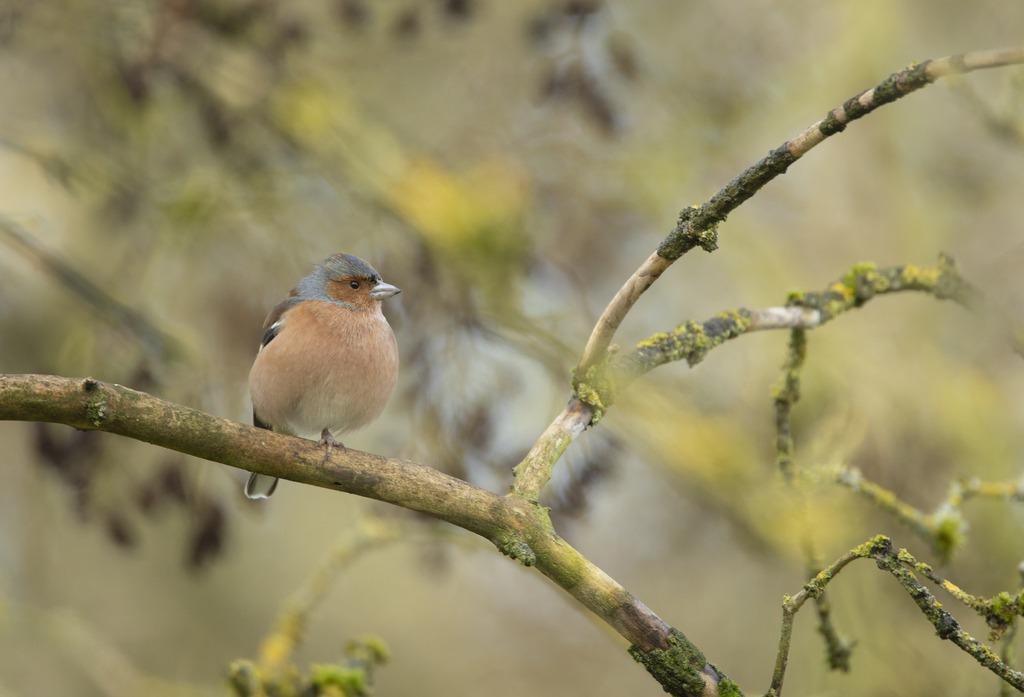 RSPB: Protecting spring's nesting wonders