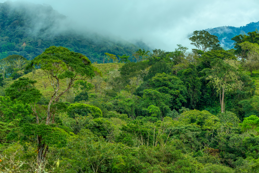 How to Experience the Amazon Rainforest in an Eco-Friendly Way