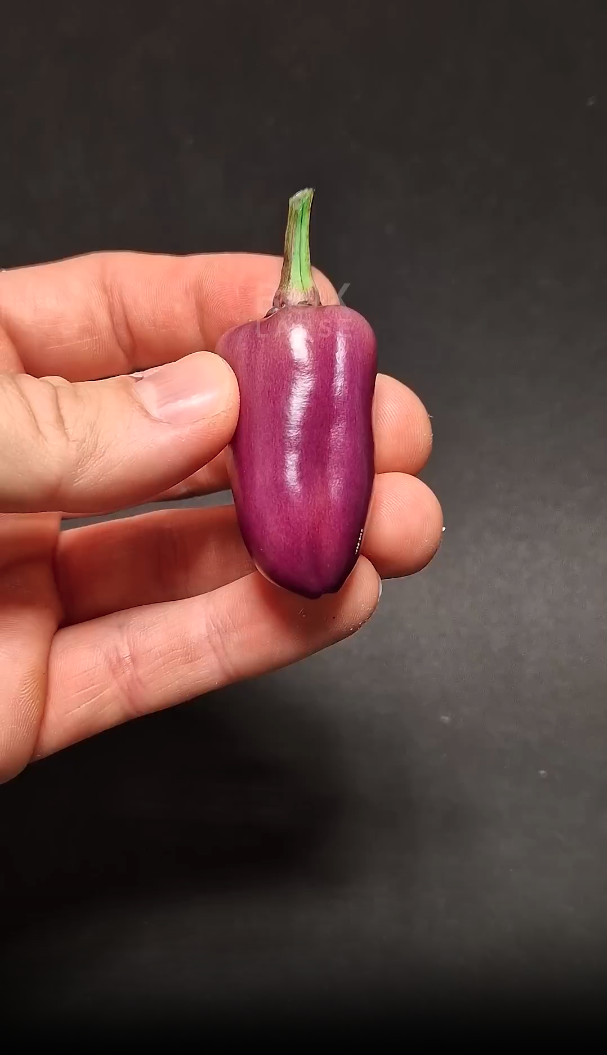 93 Days in 36 Seconds - Purple Bell Pepper
