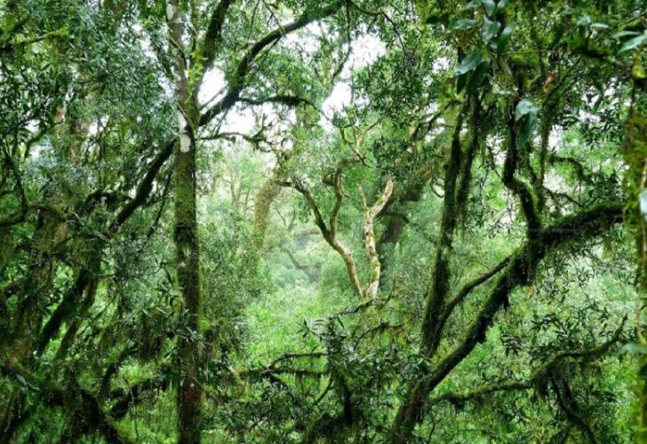 Día Internacional de los Bosques: advierten sobre el grave impacto que ...