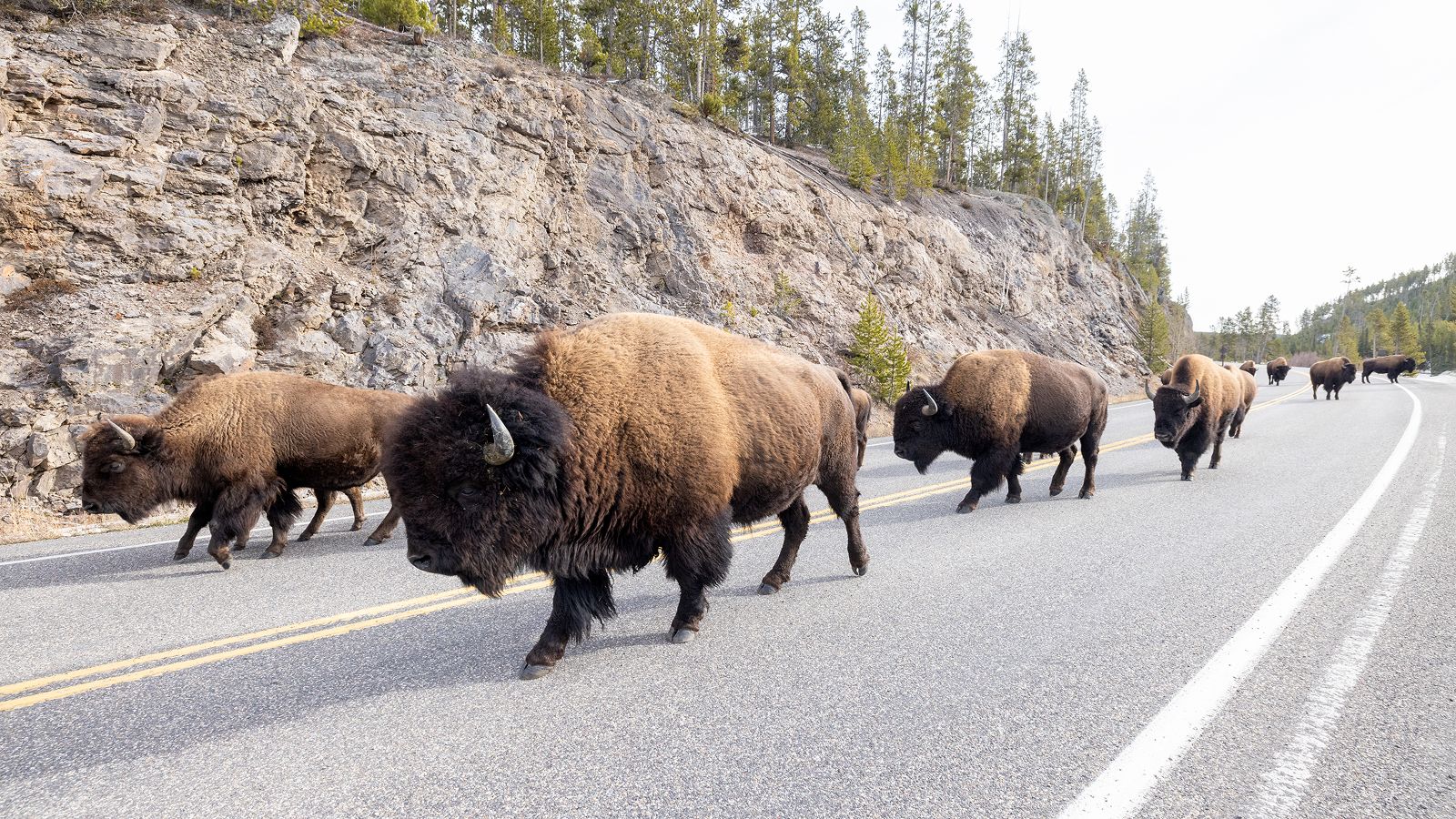 Yellowstone's iconic bison herds have merged into a single entity after ...